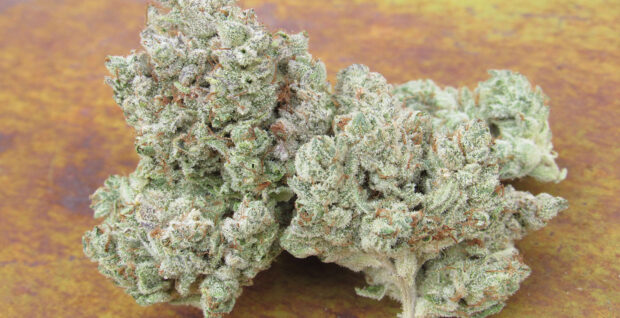How Does Super Glue Strain Make You Feel - 2024 Guide - Jewel Beat How Does Super Glue Strain Make You Feel - 2024 Guide - Jewel Beat