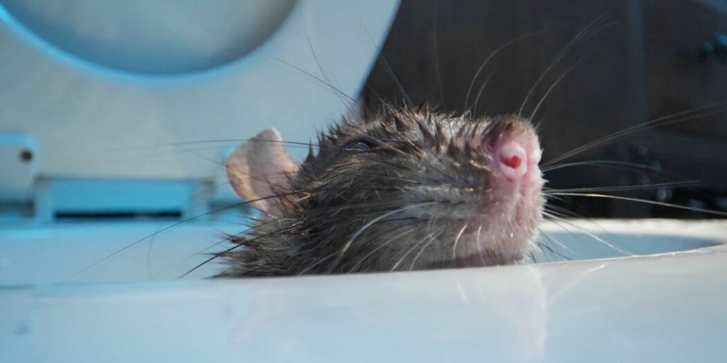 Rat Extermination Myths vs. Facts: Debunking Common Misconceptions ...