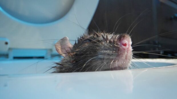 Rat Extermination Myths vs. Facts: Debunking Common Misconceptions ...
